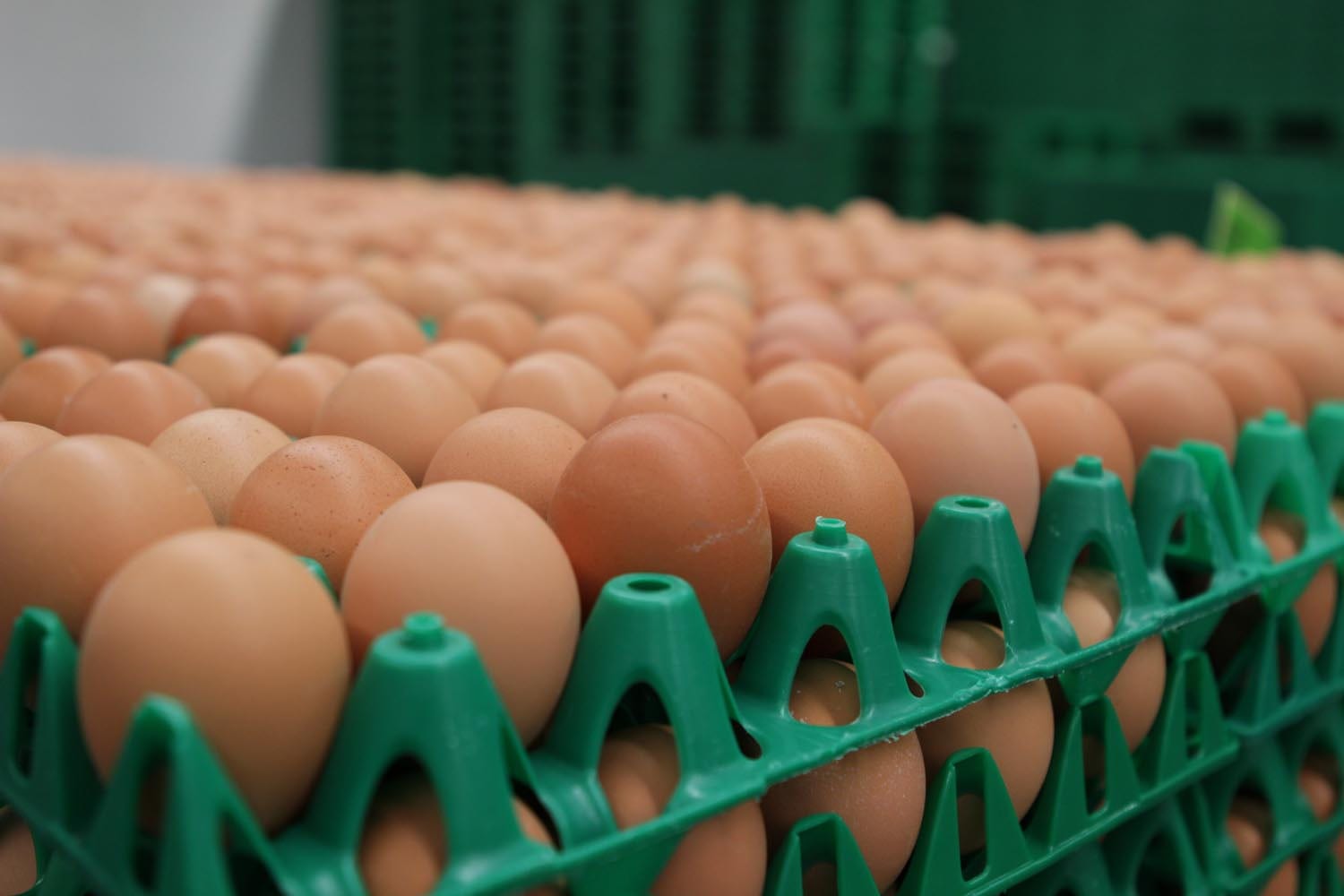 Service | Moos-Butzen